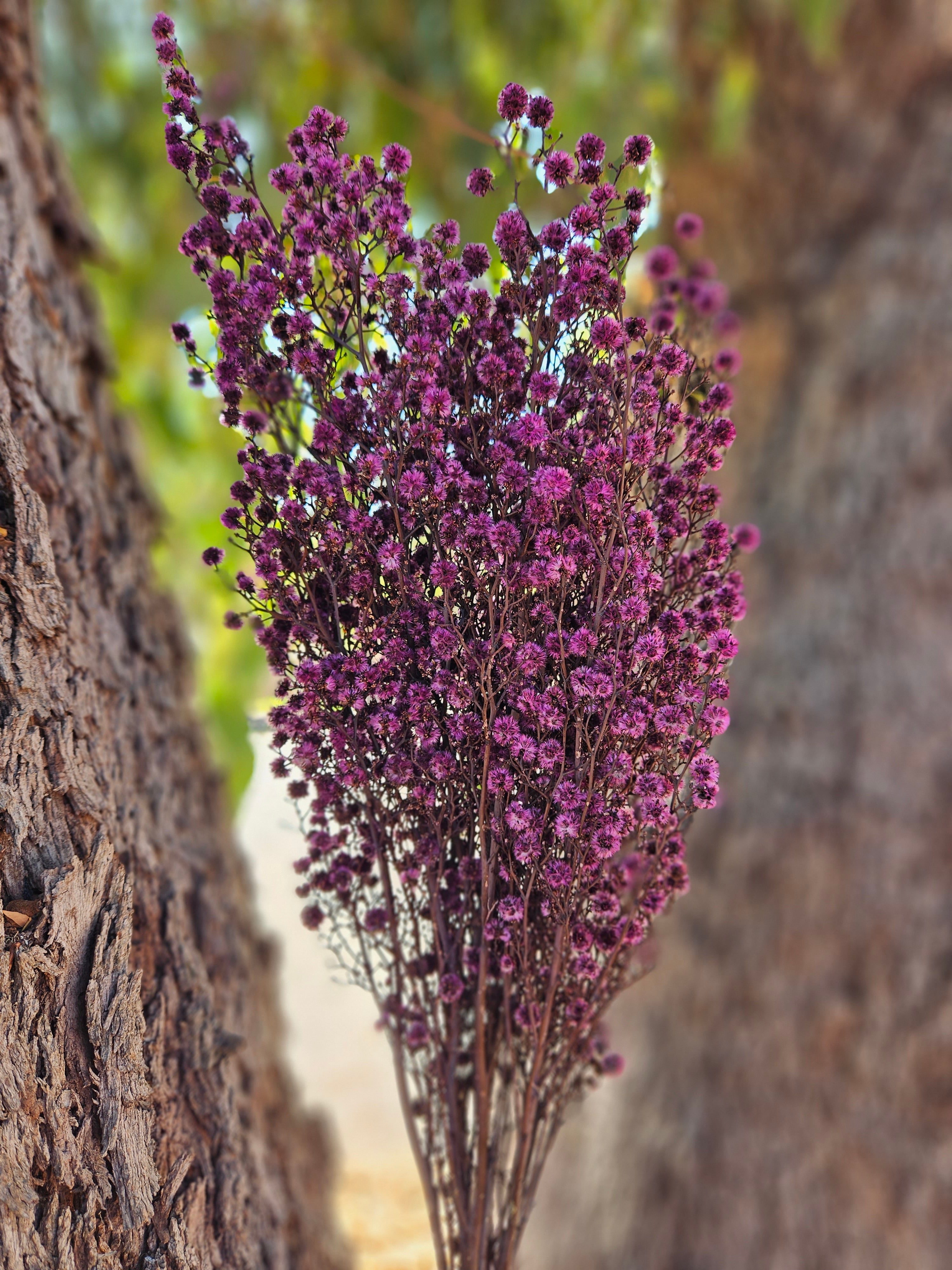 Stirlingia Flower - PRESERVED - Purple Tones – The Green Shed