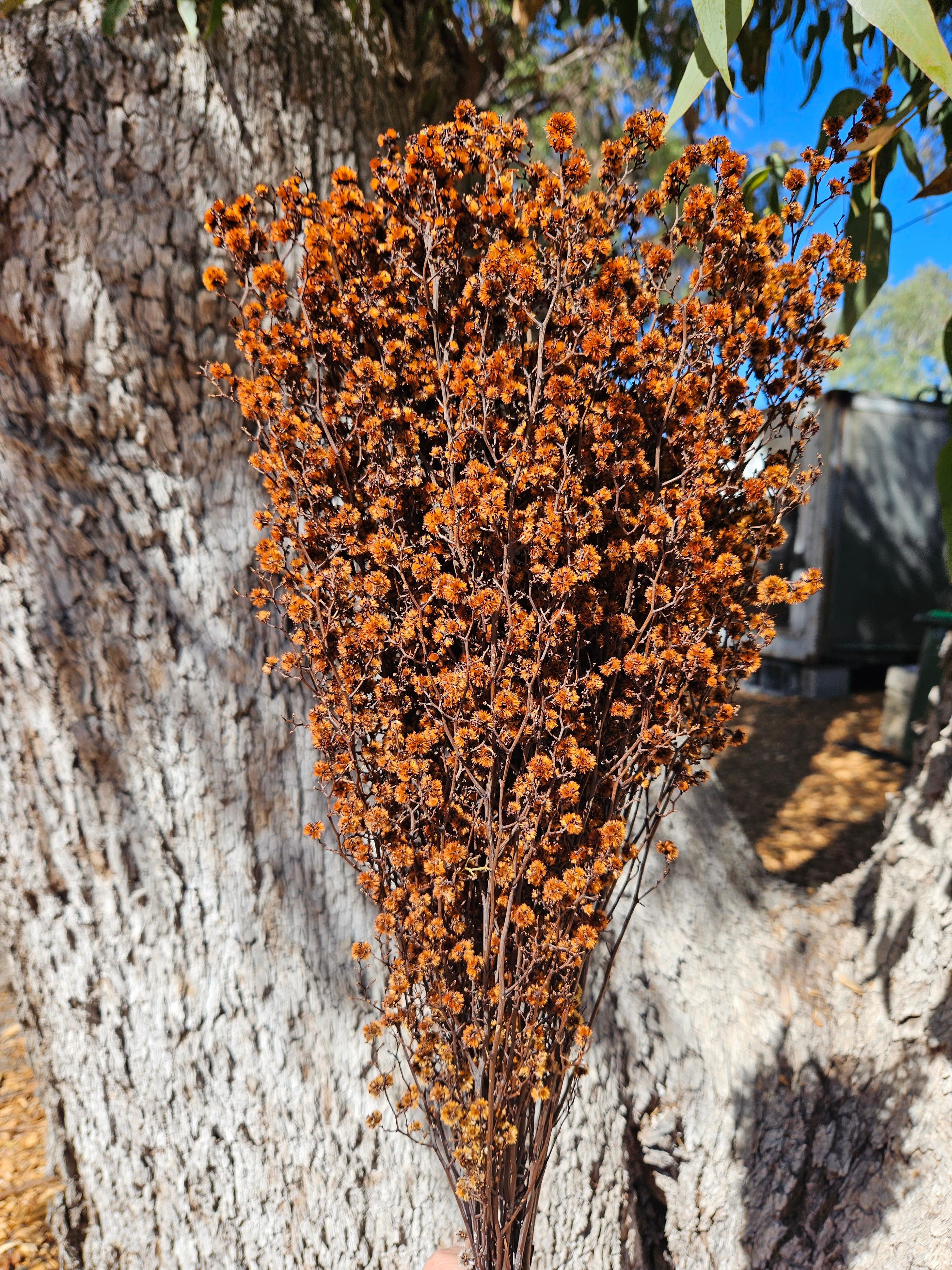 Stirlingia Flower - PRESERVED - Autumn Orange tones – The Green Shed