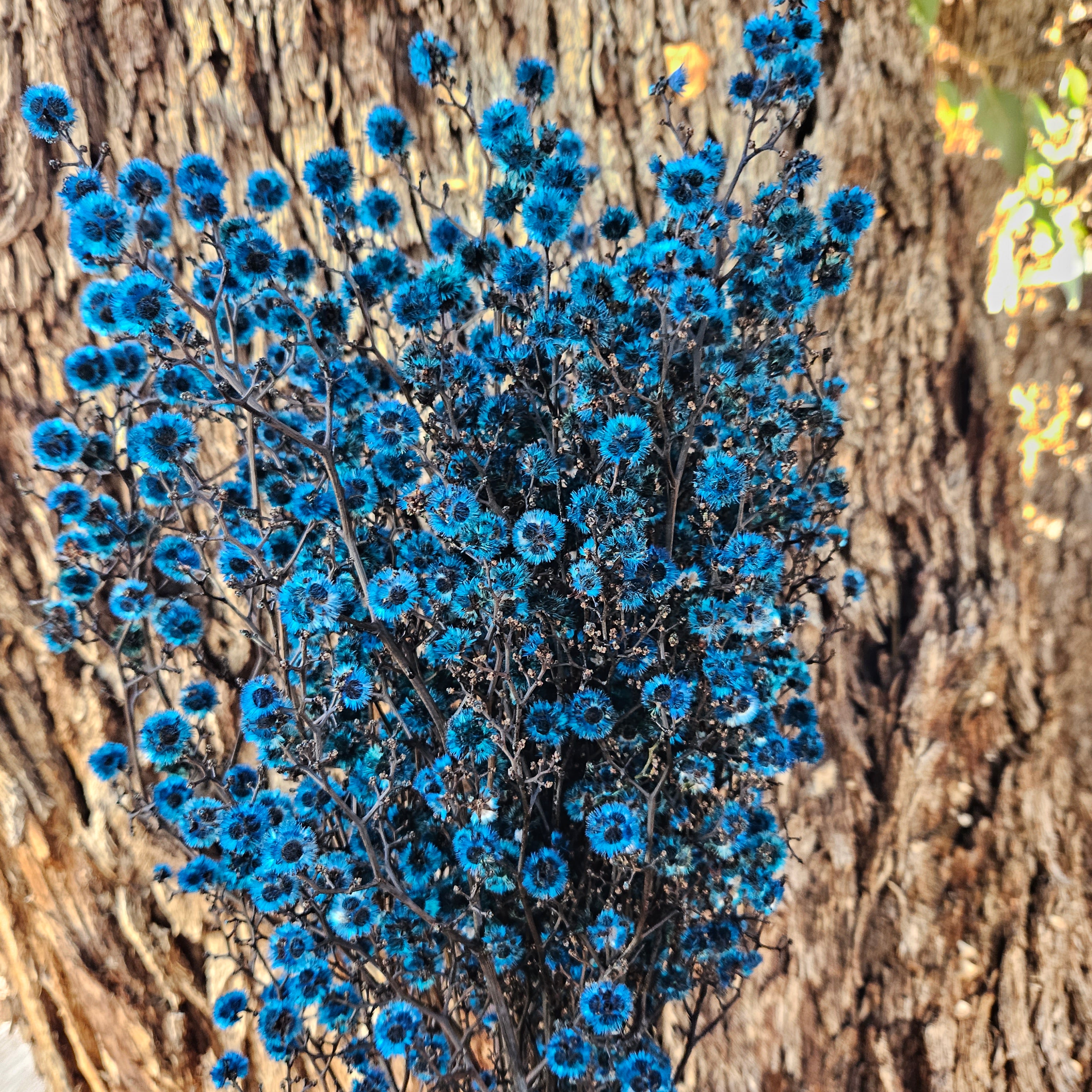 Stirlingia Flower - PRESERVED - Ocean Blue Tones – The Green Shed