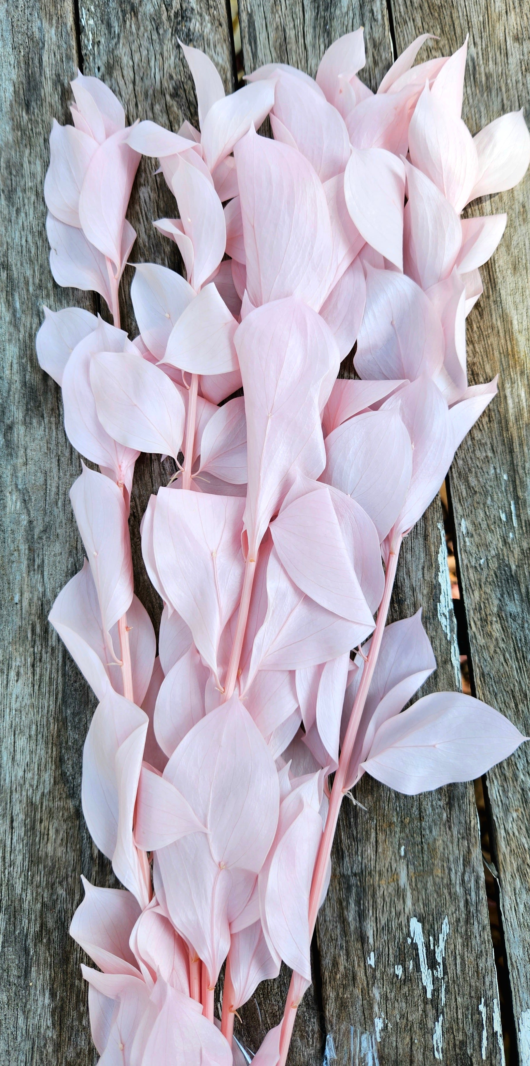 Ruscus Israeli Large Leaf - Soft Pink – The Green Shed