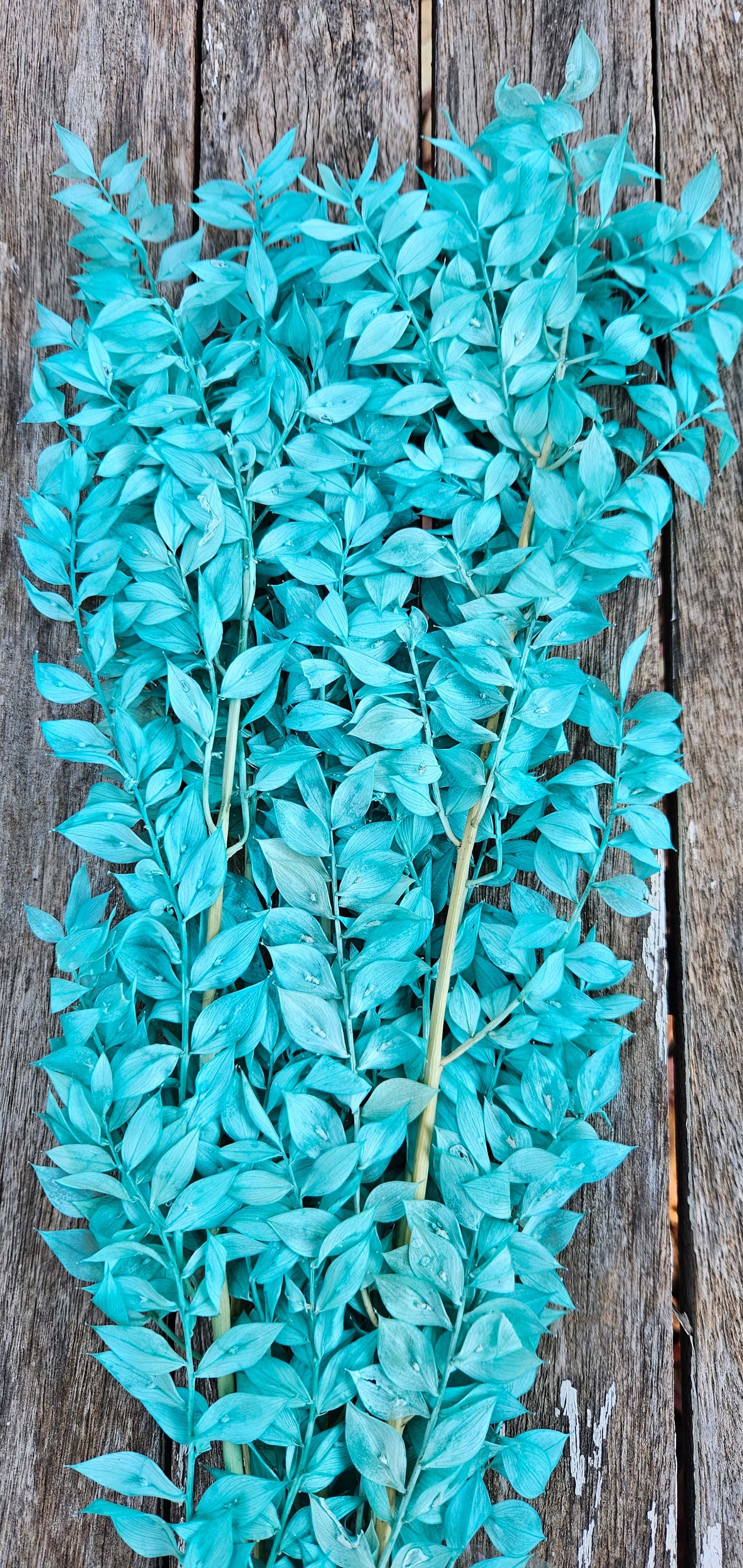 Ruscus Italian - Aqua Blue – The Green Shed