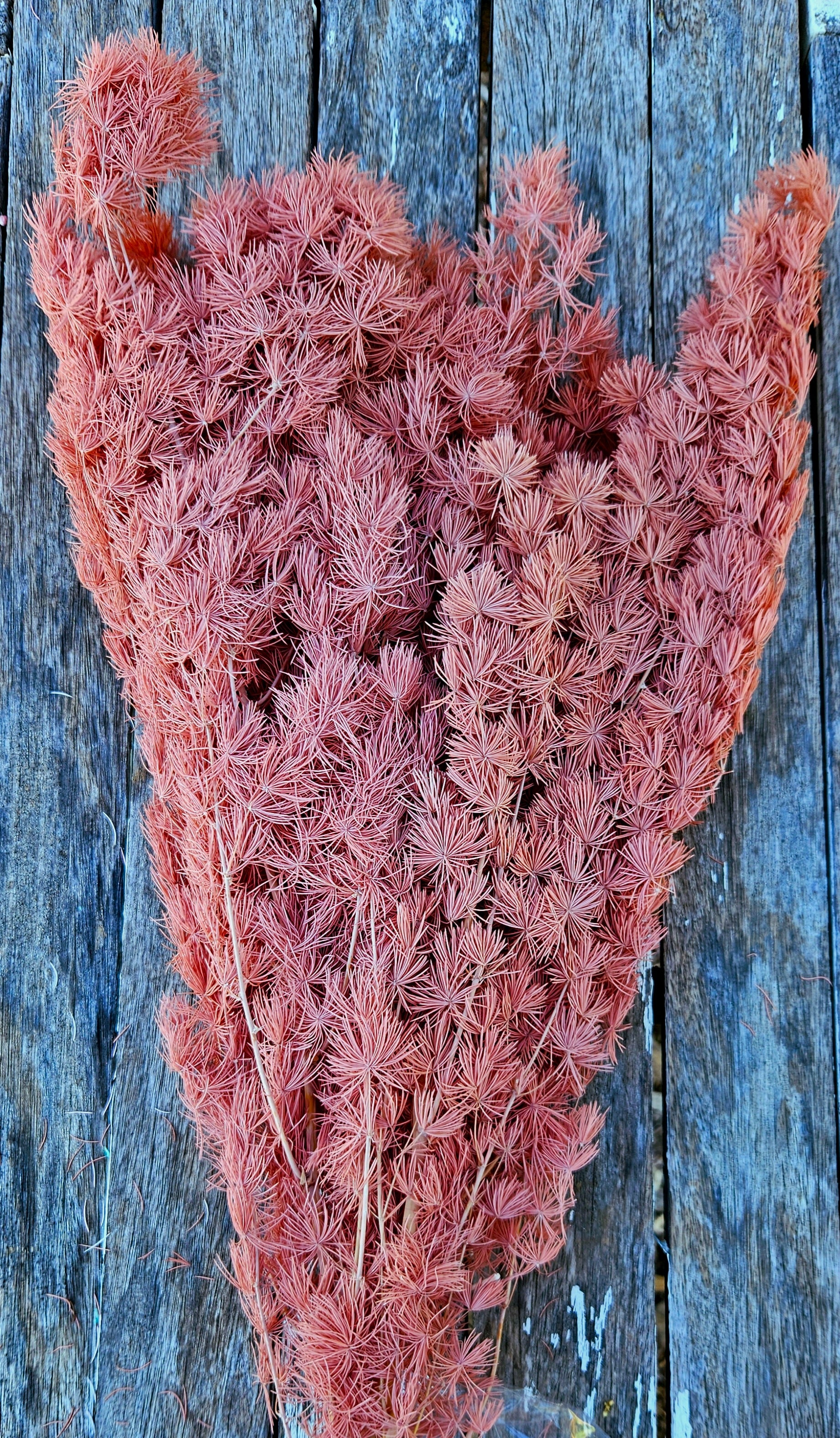 Ming Fern - Pink Terracotta – The Green Shed