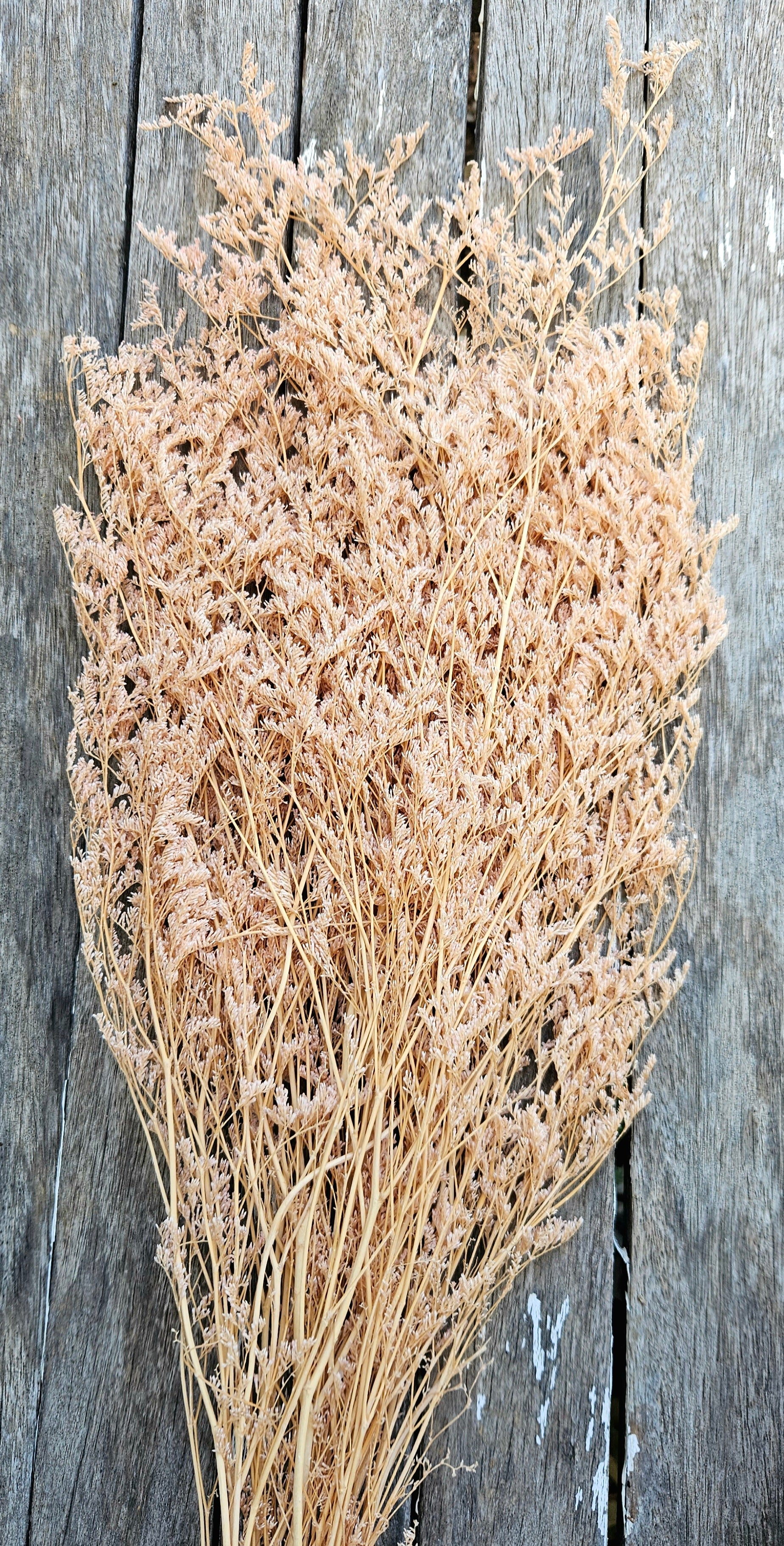 Limonium/Misty/Statice - Warm Champagne – The Green Shed