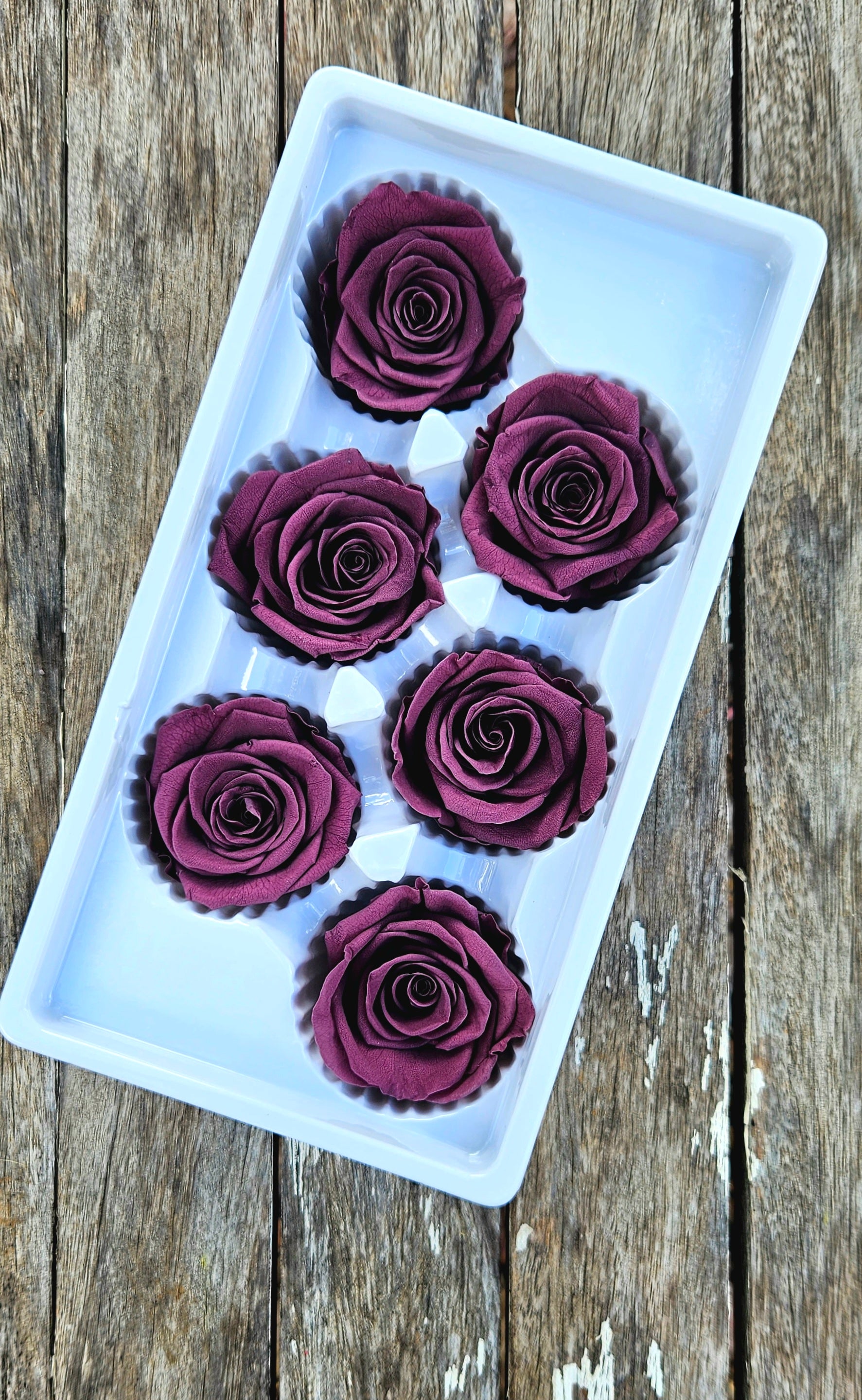 Roses Preserved - 6 pack - Merlot Wine Purple – The Green Shed